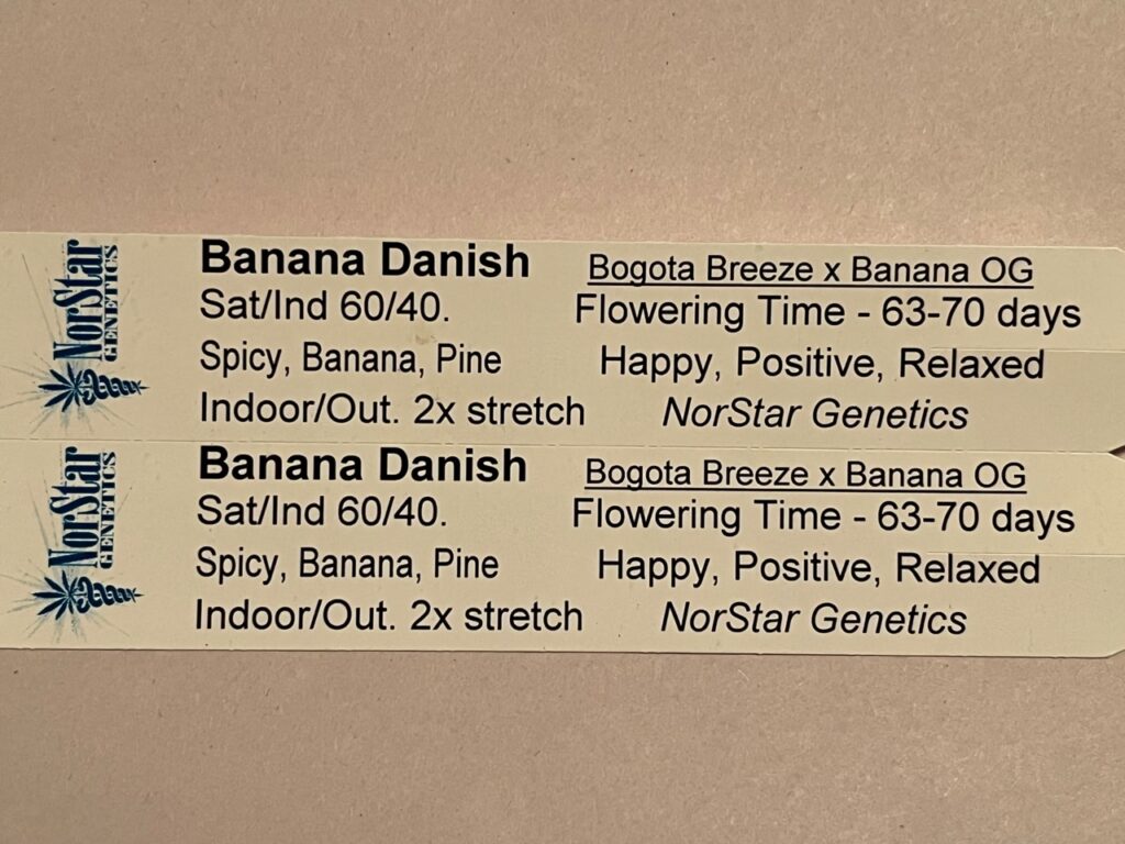 Banana Danish clone - Genetic Supply
